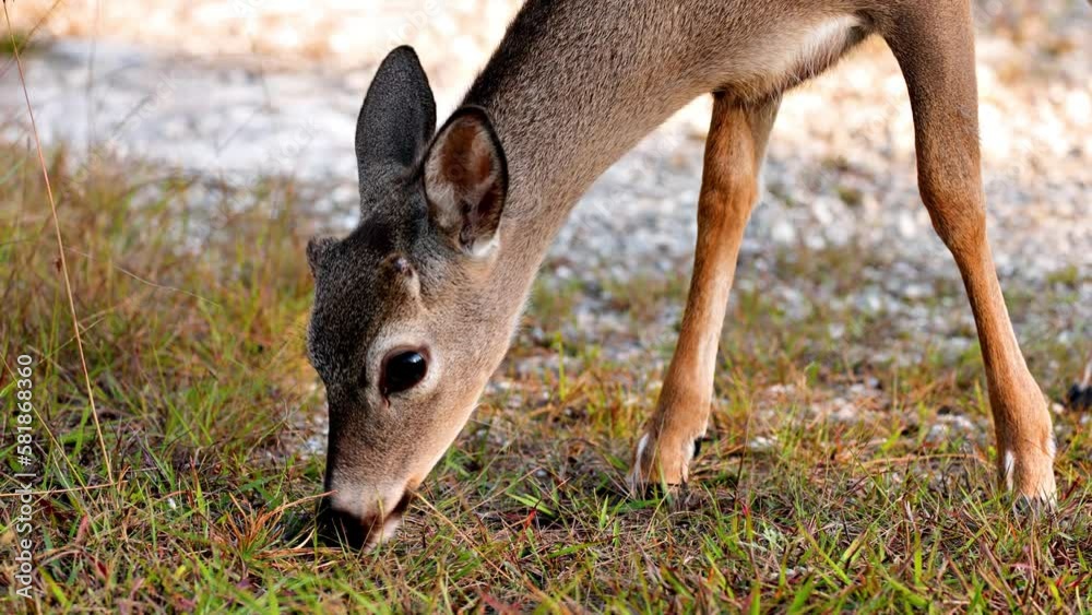 Key Deer are an endangered species that lives in the Florida Keys. In ...