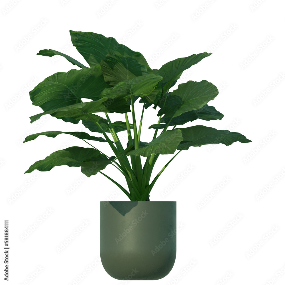 taro tree in a vase in white, no background, png format Stock ...