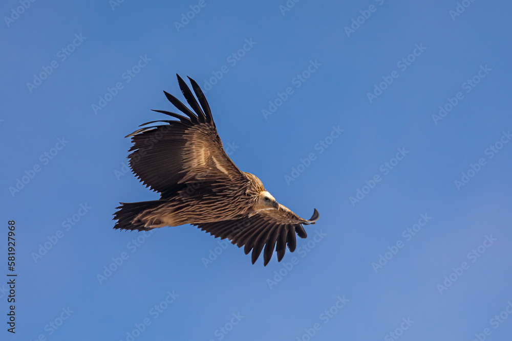 Magnificent Stepped eagle circling around the top of Sunder Peak (5 ...