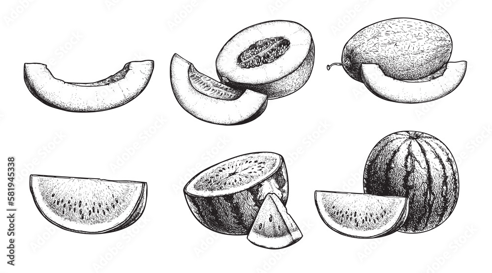 Melon and watermelon sketch set. Hand drawn vintage style summer fruit ...
