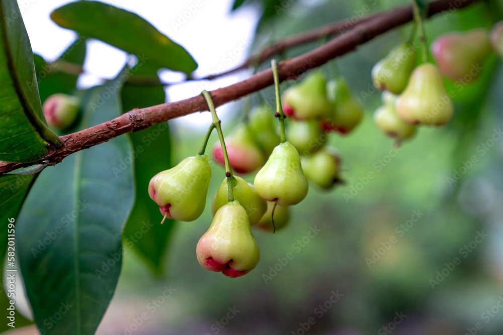Syzygium aqueum (watery rose apple, water apple, bell fruit, jambu air ...
