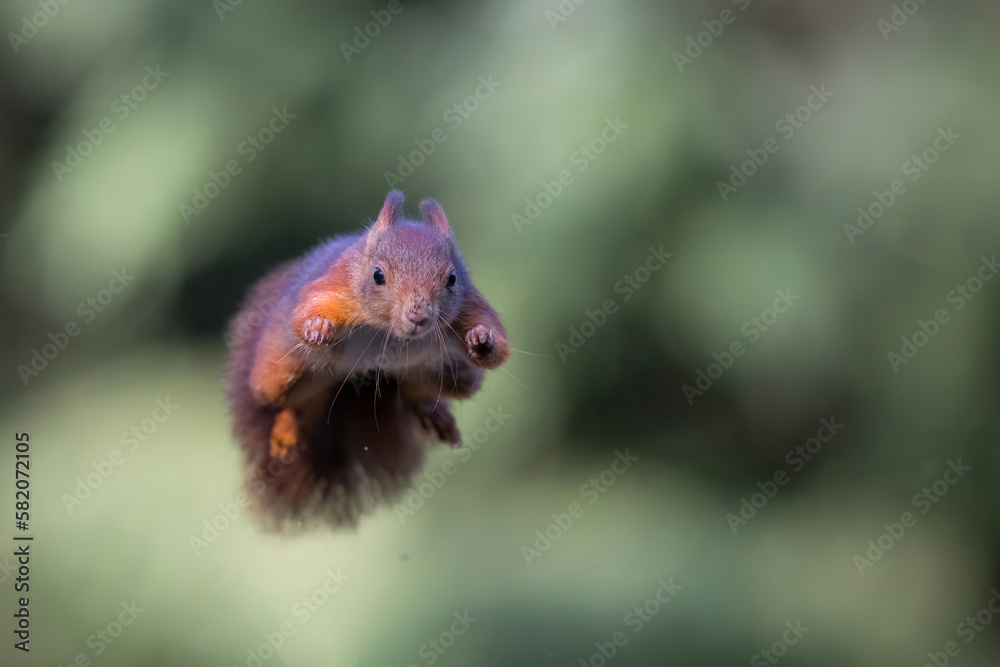 Eurasian red squirrel (Sciurus vulgaris) jumping in the forest of Noord ...