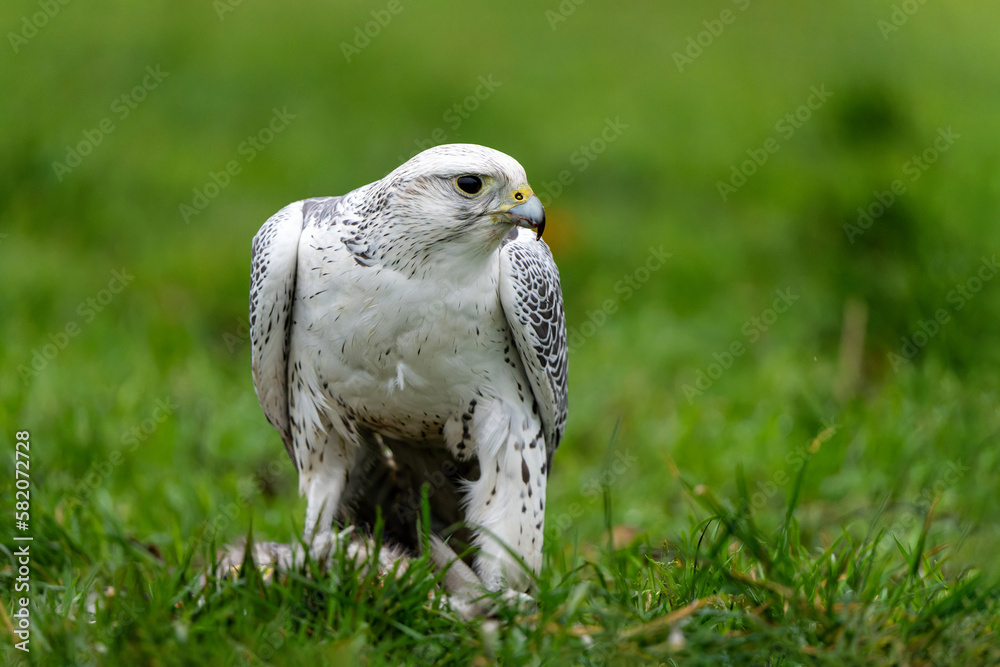 Gyrfalcon (Falco rusticolus), the largest of the falcon species, eating ...