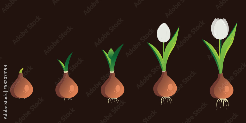 Life cycle of a tulip plant. Growth stages from bulb to adult flowering ... Life cycle of a tulip plant. Growth stages from bulb to adult flowering ...