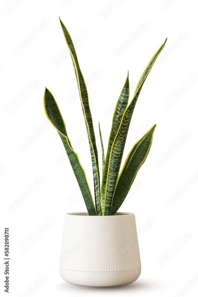 Snake Plant in plastic pot isolated on white background clipping path ...