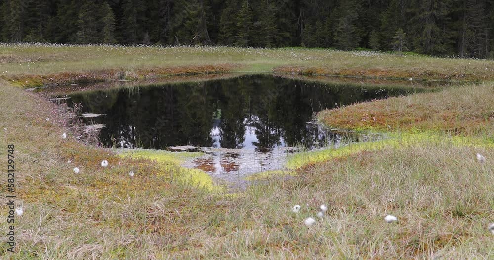 Active peat bogs, Molhasurile de la Izbuce in Apuseni Natural Mountains ...
