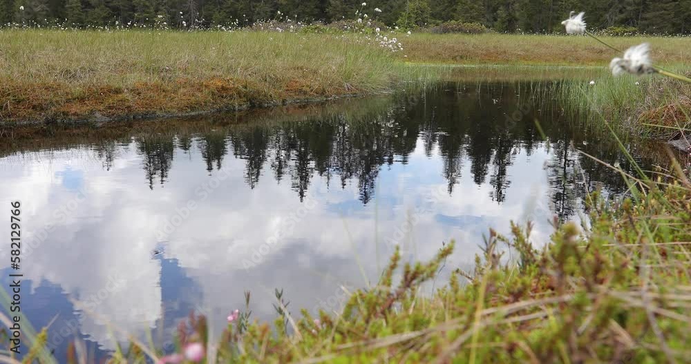 Active peat bogs, Molhasurile de la Izbuce in Apuseni Natural Mountains ...