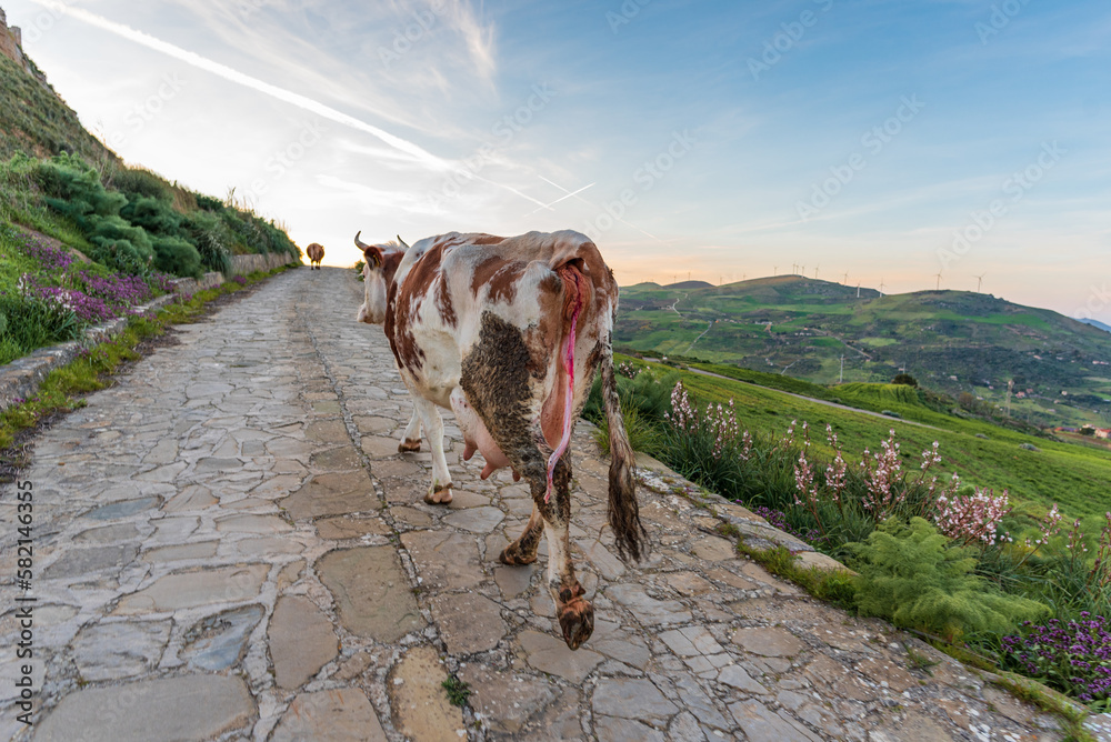 Cow that has recently calved with visible umbilical cord Stock Photo ...