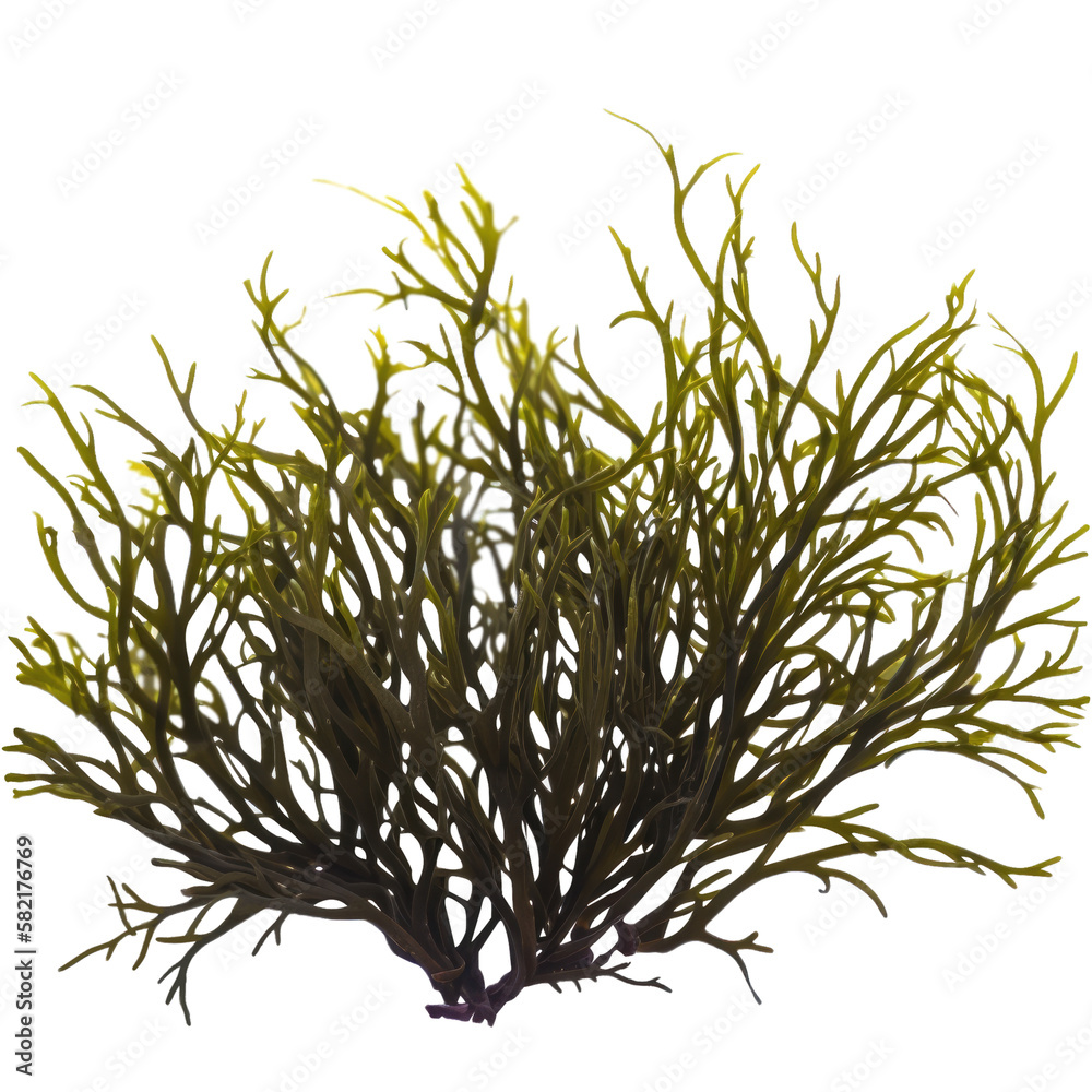 green codium seaweed, isolated on transparent background cutout ...