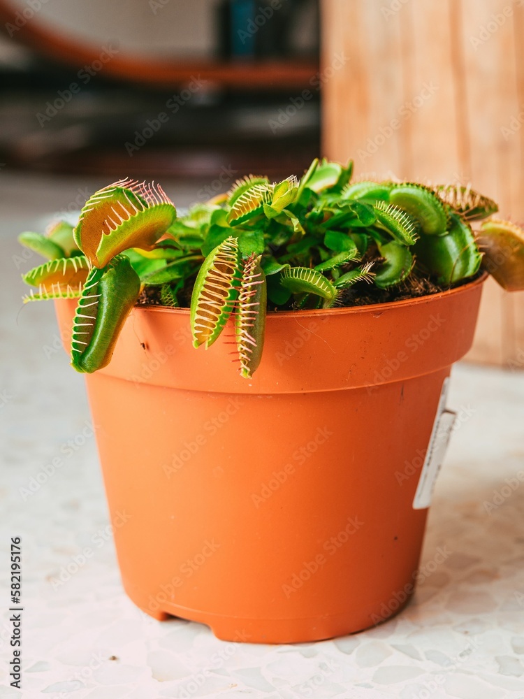 Vertical close-up view of a Venus flytrap plant in a flowerpot Stock ...