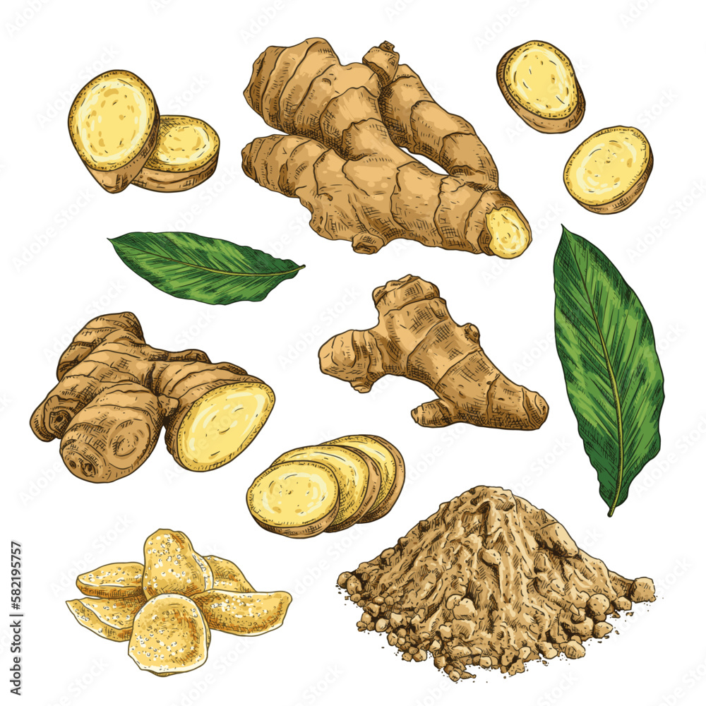 Hand drawn ginger root. Set sketches with whole and sliced ginger ... Hand drawn ginger root. Set sketches with whole and sliced ginger ...
