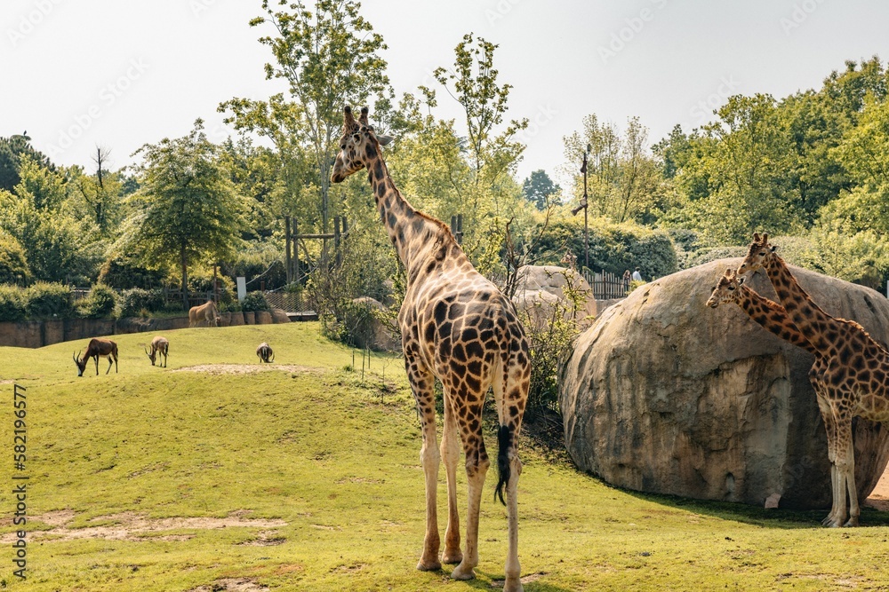 Rothschild's giraffes, Giraffa camelopardalis rothschildi, in the zoo ...