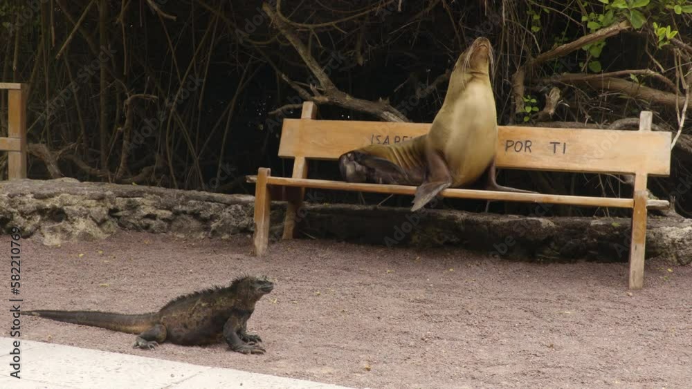 Galapagos Islands funny cute animals scene. Sea lions sitting on bench ...