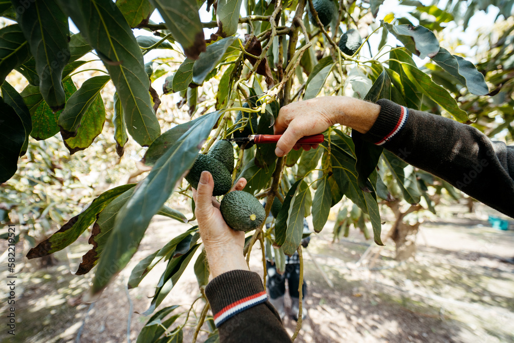Foto de Harvesting hass avocados. Farmer cutting the avocado stick from ...
