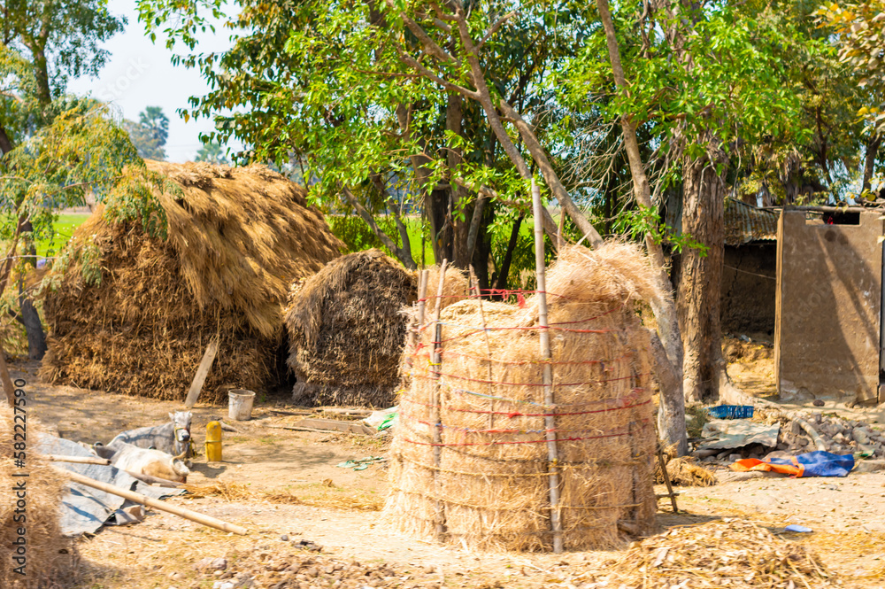 Typical hayloft in India. Haystack and farmer's house. Collection of ...