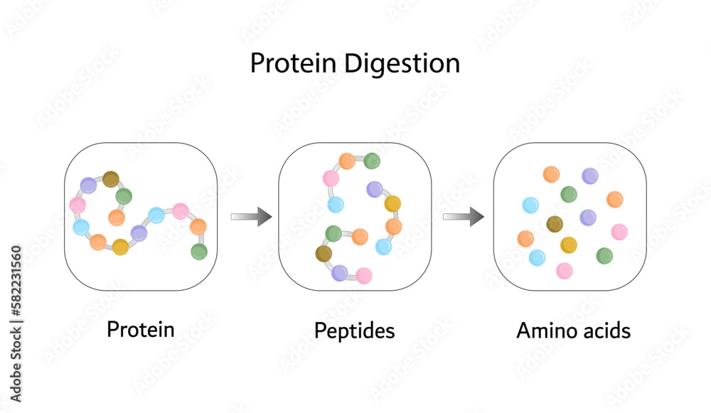 Grafika wektorowa Stock: Protein Digestion. Proteases Enzymes ...