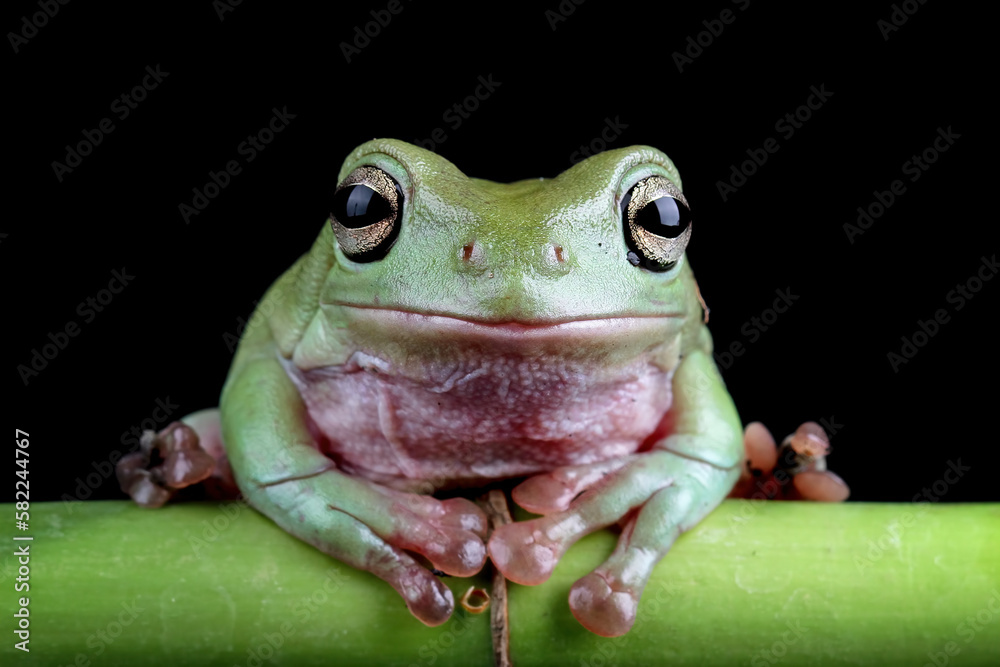 Green tree frog on branch, tree frog front view, litoria caerulea ...