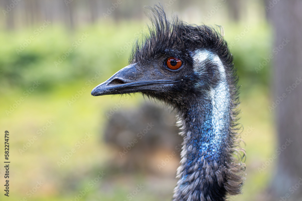 Ostrich head close-up. Bird of black color. The concept of nature, wild ...