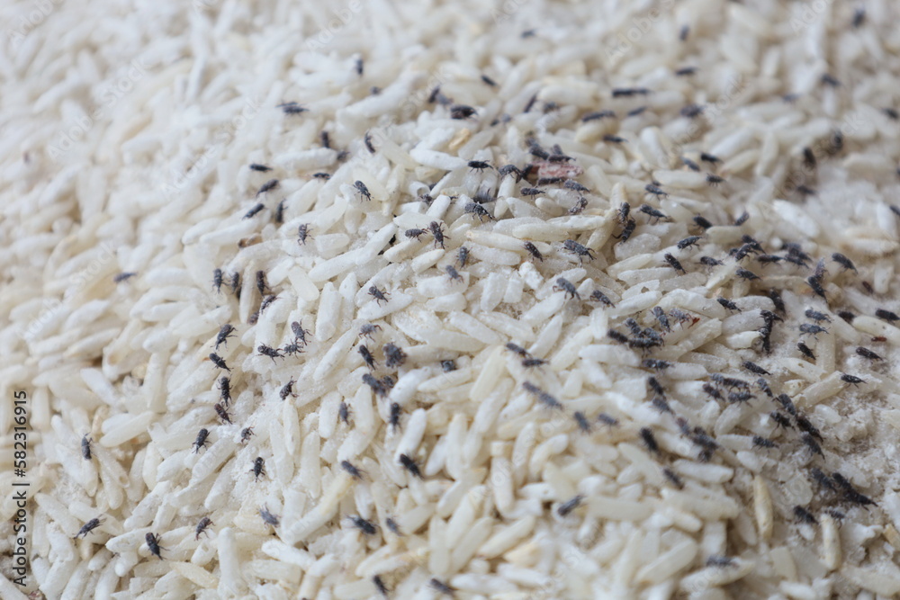 Rice weevil on rice. Rice weevil (Sitophilus oryzae) on rice damaged by ...