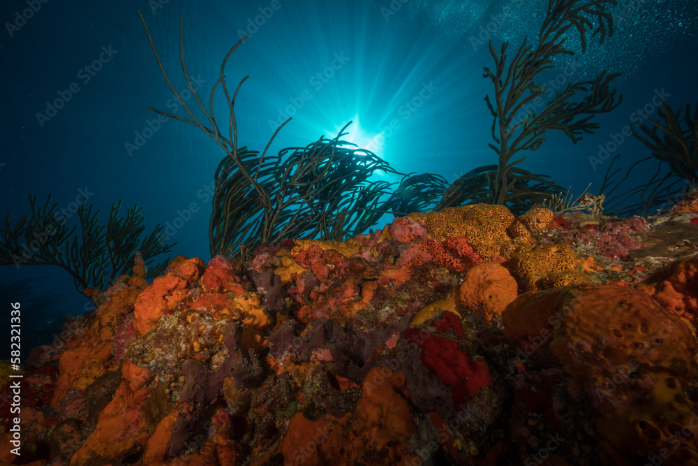 Photo & Art Print Sunburst and rod corals on The Maze dive site off the ...