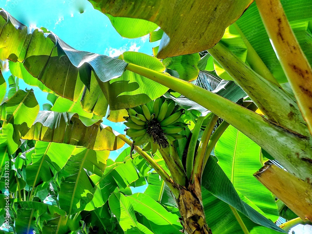 Beautiful banana tree with a bunch of fruit still green. Its large ...