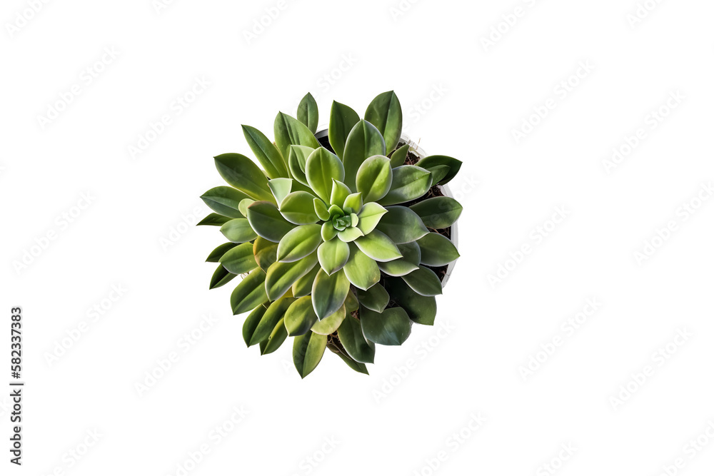Accurate bird's-eye view of a realistic succulent plant - excellent for ...