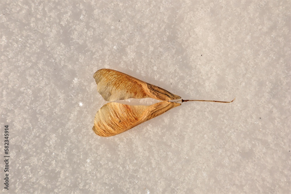 Winged mature maple seeds isolated on white background, snow. twins ...