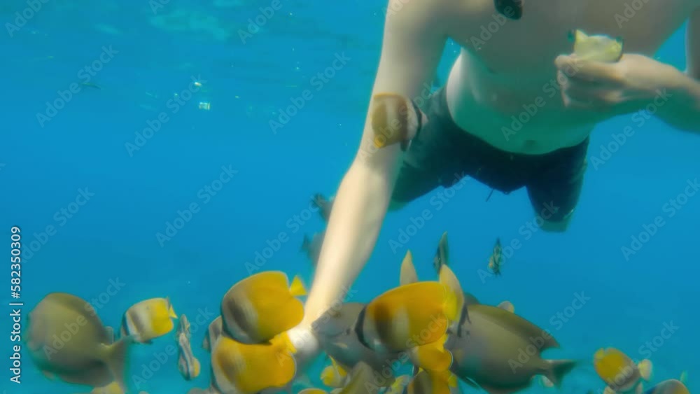 Tourist person feeding coral surgeon fish underwater. Caucasian man ...