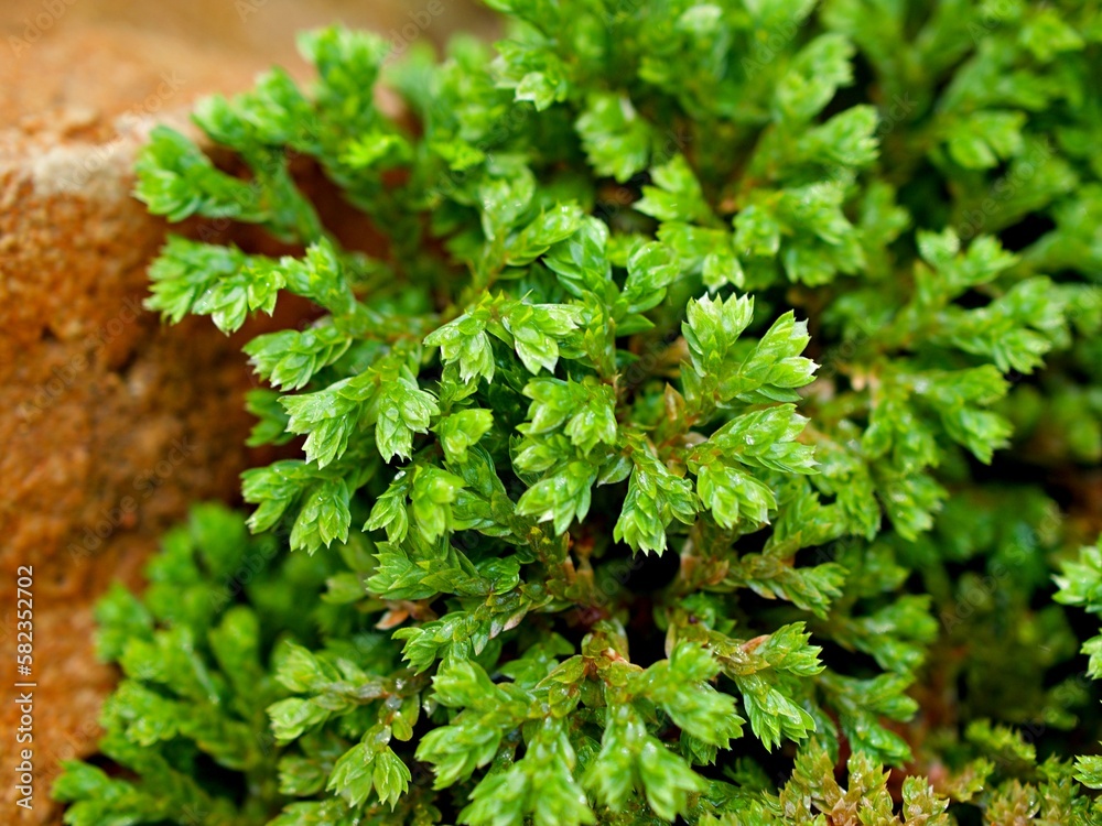Green leaf of Selaginella Tamariscina moss plant ,Selaginella ...