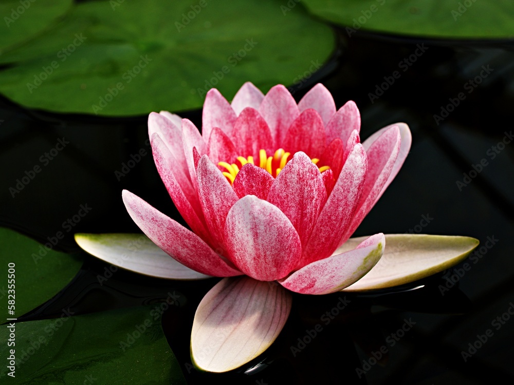 Pink water lily Nymphaea Nelumbo nucifera ,Indian lotus ,sacred lotus ...