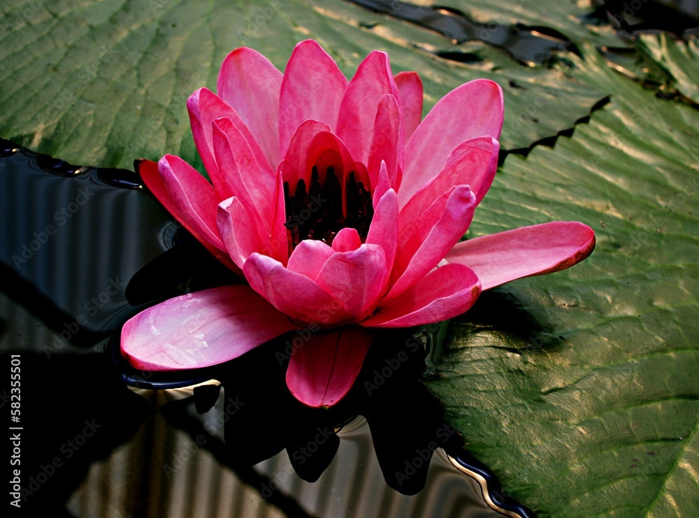 Pink water lily Nymphaea Nelumbo nucifera ,Indian lotus ,sacred lotus ...
