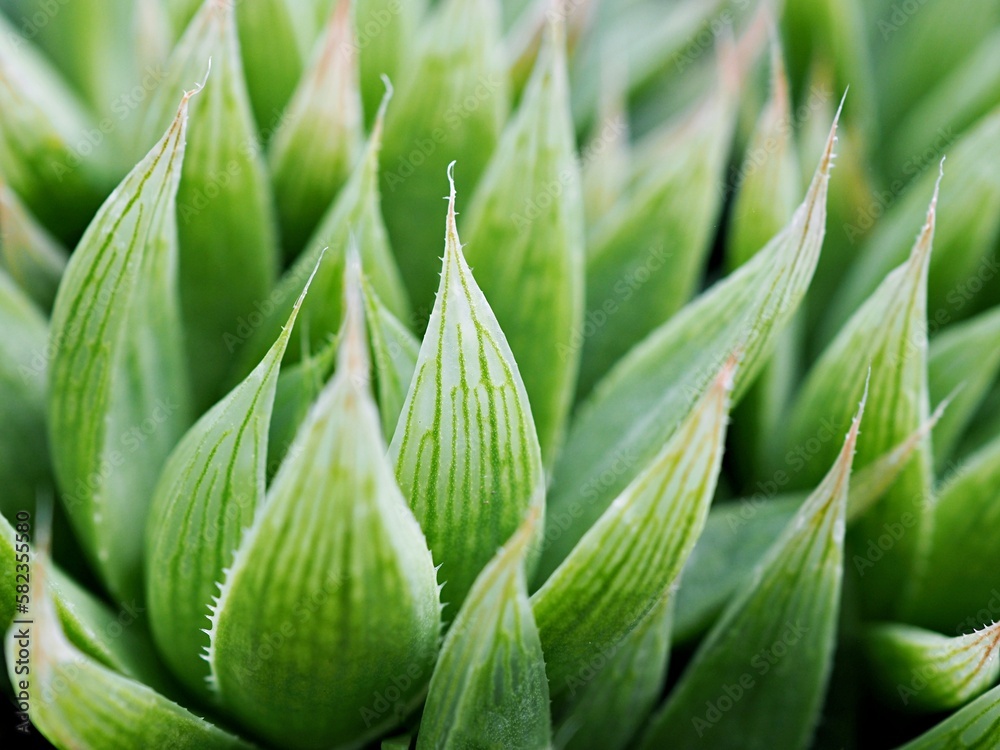 Succulent plant Haworthia mucronata ,Asphodelaceae ,Haworthia decipiens ...
