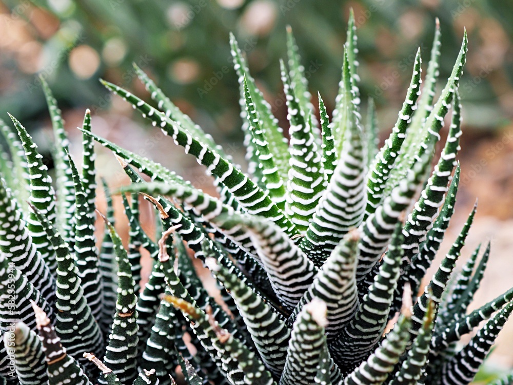 Closeup cactus solid plants Euphorbia resinifera Tortilis sem raiz ...