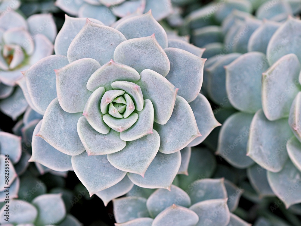 Macro succulent Cactus plant ,Echeveria elegans ,Rose Cabbage ,thick ...