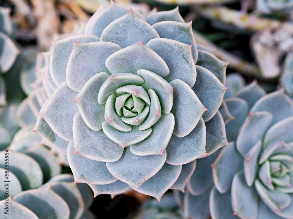 Macro succulent Cactus plant ,Echeveria elegans ,Rose Cabbage ,thick ...
