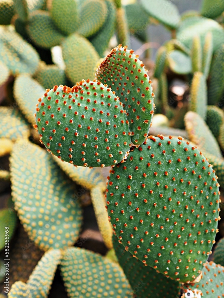Closeup cactus Bunny ear plant Opuntia microdasys ,Opuntioid cacti ...