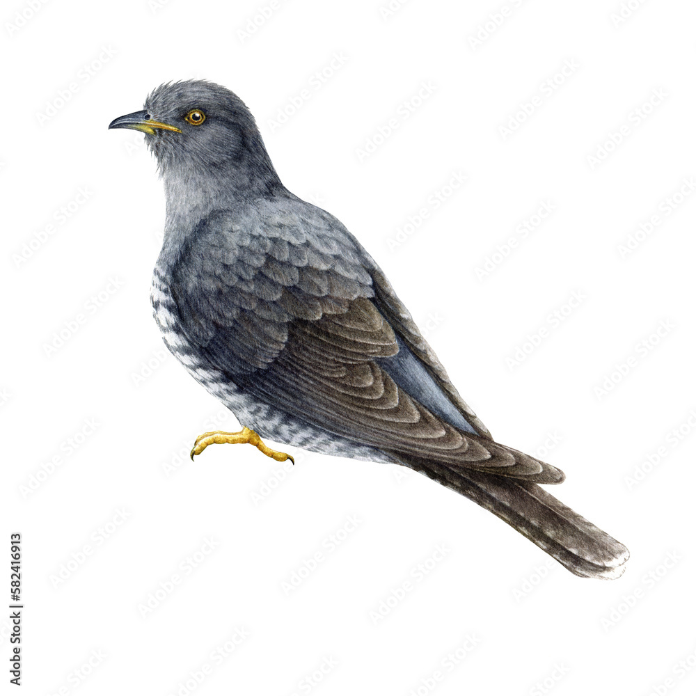 Cuckoo bird single element. Watercolor illustration. Hand drawn ...