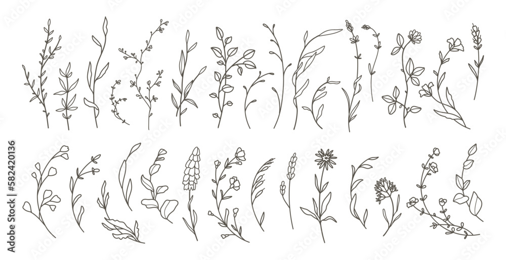 Hand drawn thin floral botanical line art. Trendy minimal elements of ...