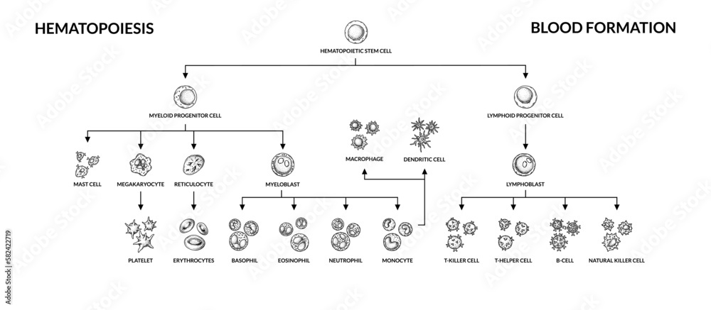 Hematopoiesis diagram. Human blood cells types with names. Scientific ... Hematopoiesis diagram. Human blood cells types with names. Scientific ...