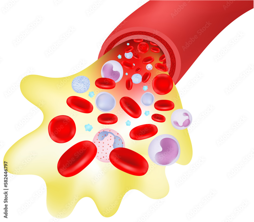 Biology of the Blood Vessels. Stock Vector | Adobe Stock