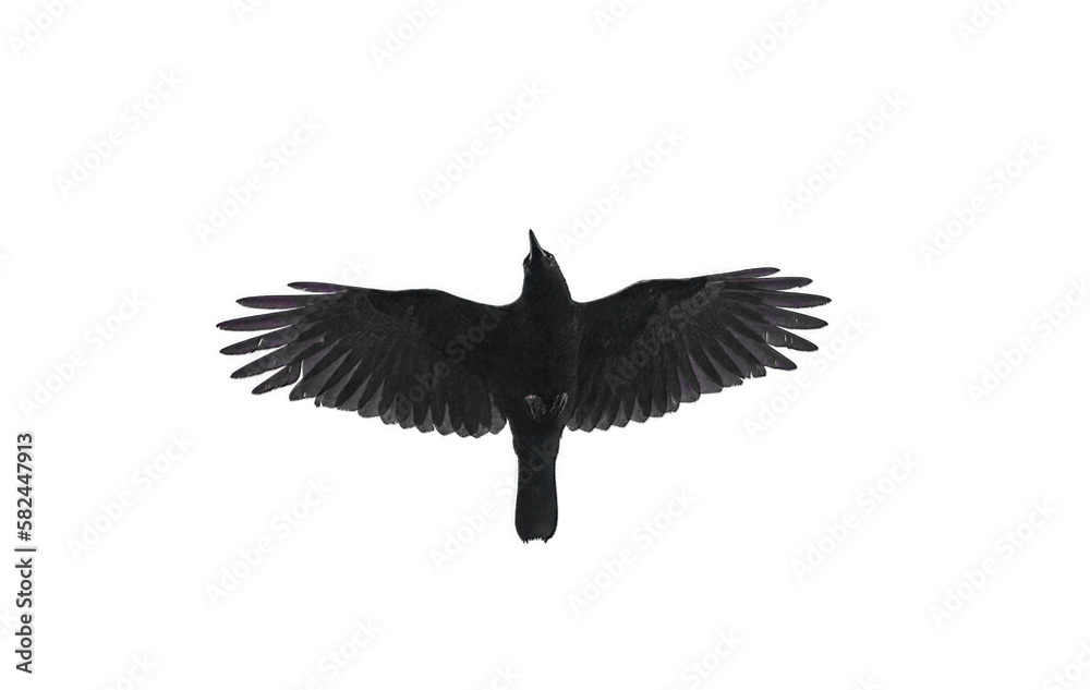 American crow - Corvus brachyrhynchos - flying overhead viewed from ...