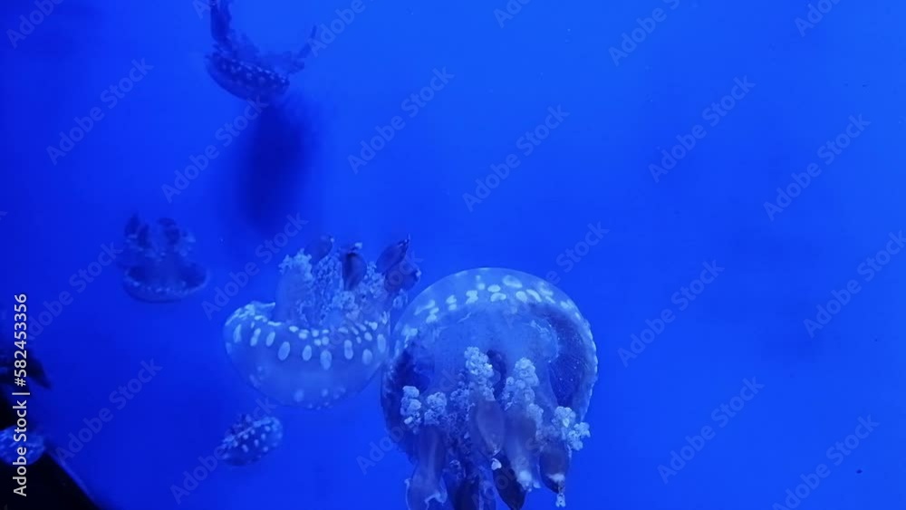 Jellyfish Museum. The jellyfish swims in the water, the video was ...