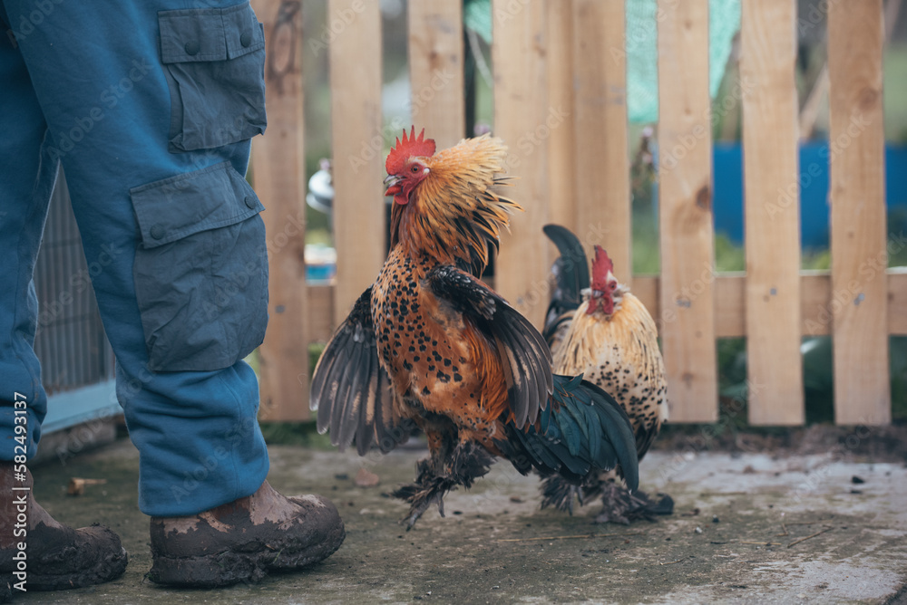 Foto de Bantam Cockerel Chicken l attacking leg of Farmer Man with ...