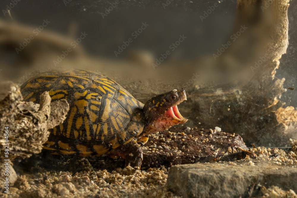 Box turtles are omnivorous. Their eagle eyes and keen sense of smell ...