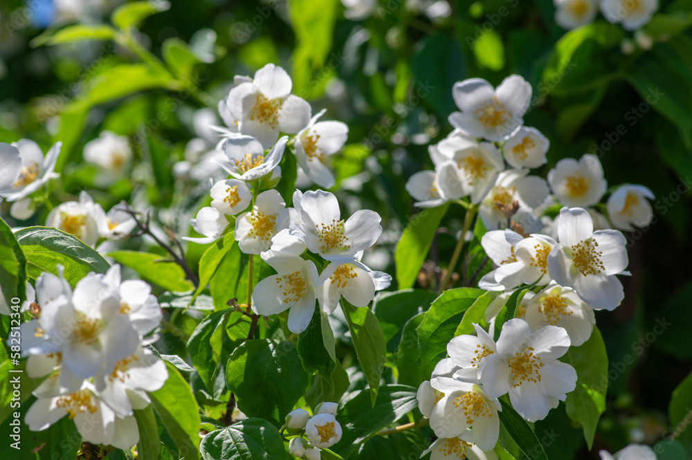 Philadelphus coronarius sweet mock-orange white flowers in bloom on shrub branches, flowering ...