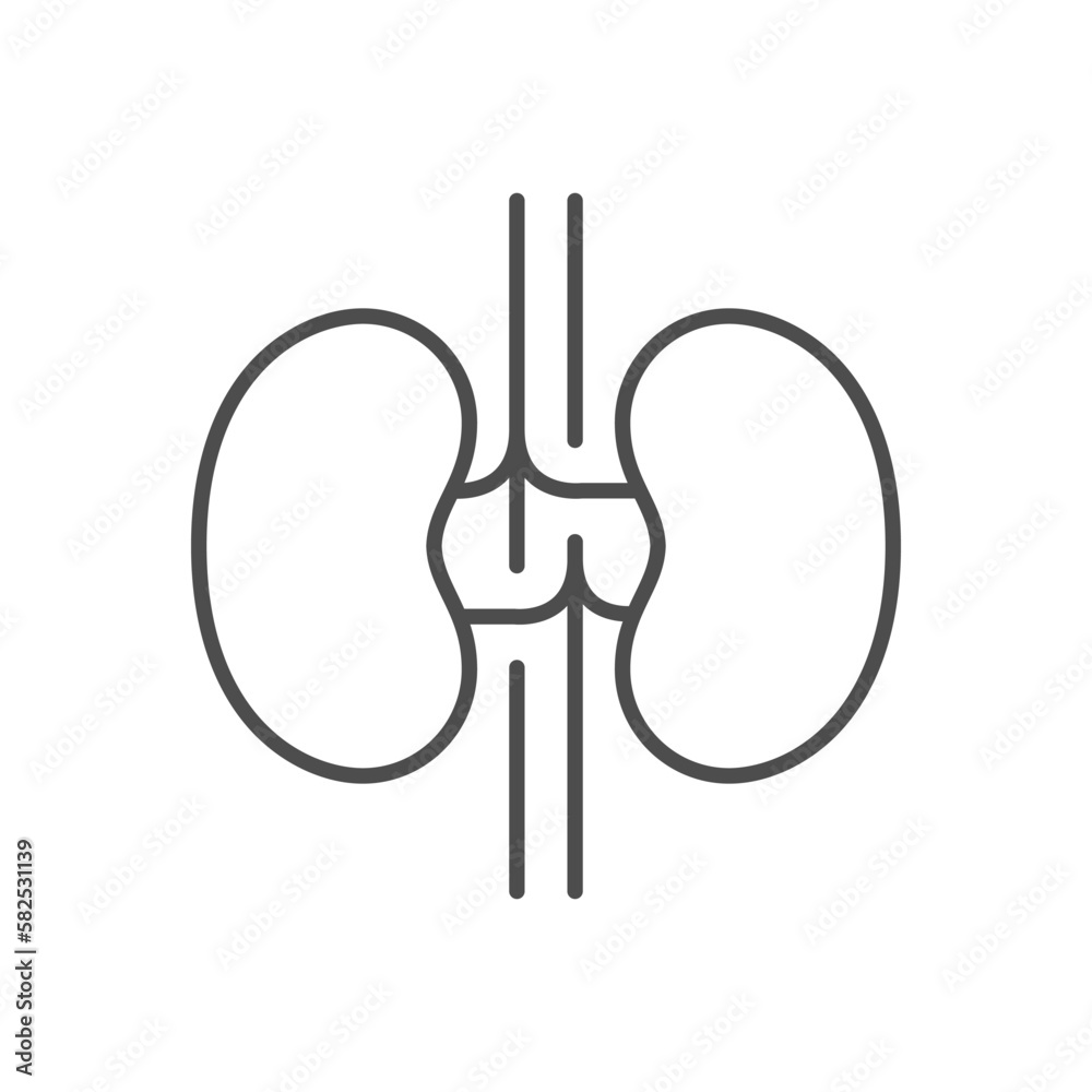 Human kidneys line outline icon Stock Vector | Adobe Stock