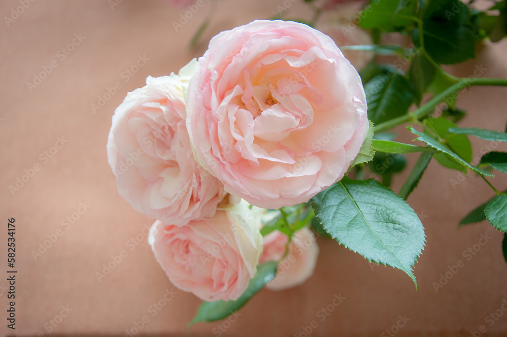 Light pink climbing rose. Terracotta coloured stucco exterior house ...