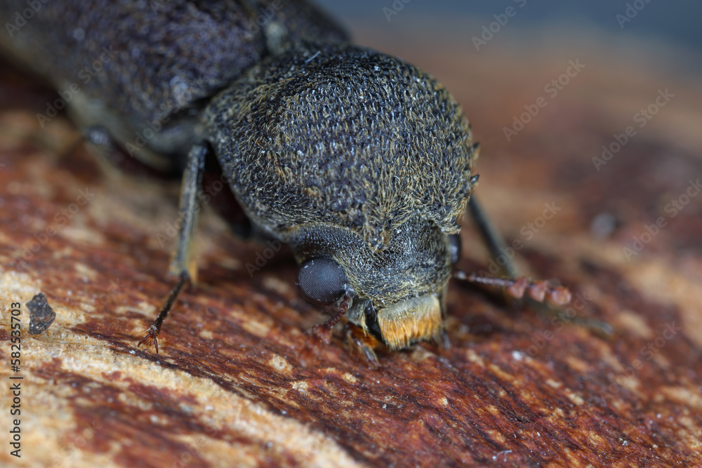 Chinese Auger Beetle, Heterobostrychus hamatipennis, is a species of horned powder-post beetle ...