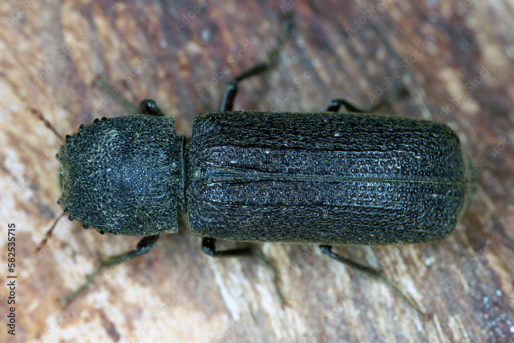 Chinese Auger Beetle, Heterobostrychus hamatipennis, is a species of ...