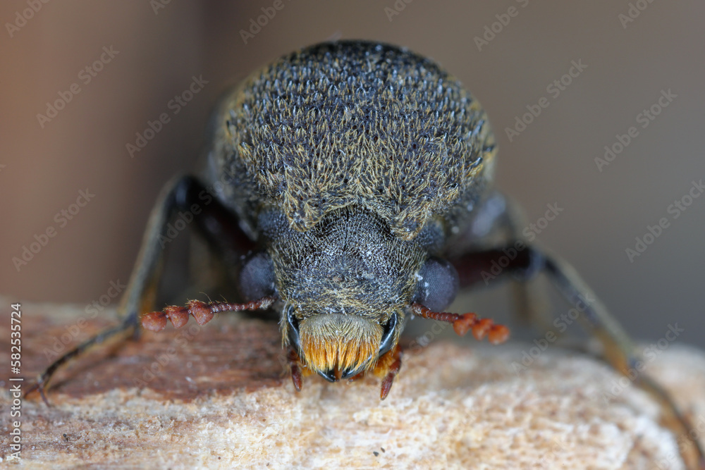 Chinese Auger Beetle, Heterobostrychus hamatipennis, is a species of ...